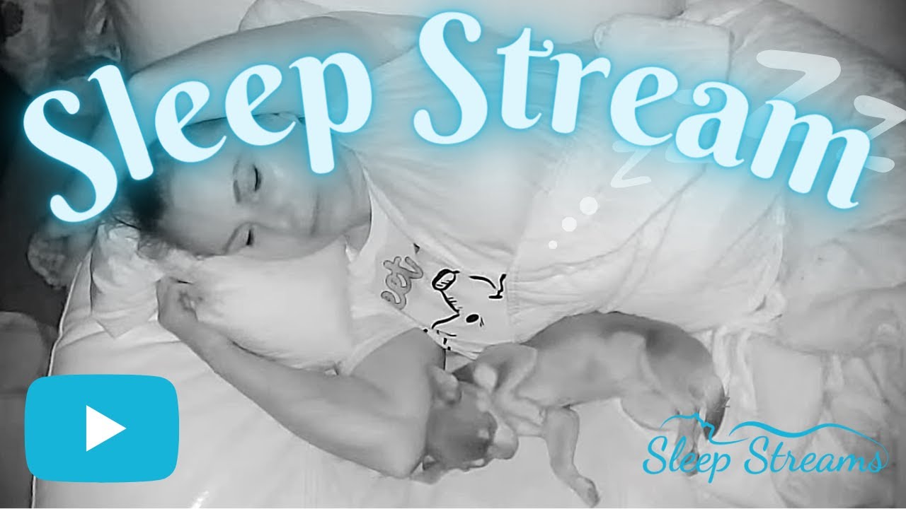 live ASMR Sleep/Snore Stream with Puppies - YouTube