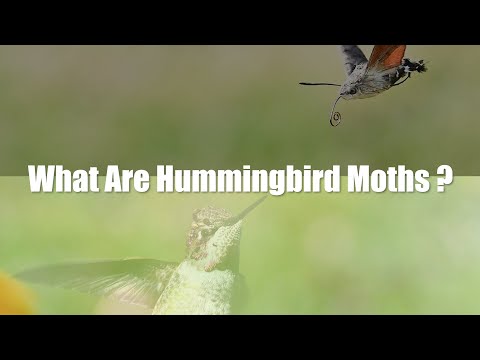 How to Tell Magical Hummingbird Moths from Hummingbirds. Critters in the Garden Landscape