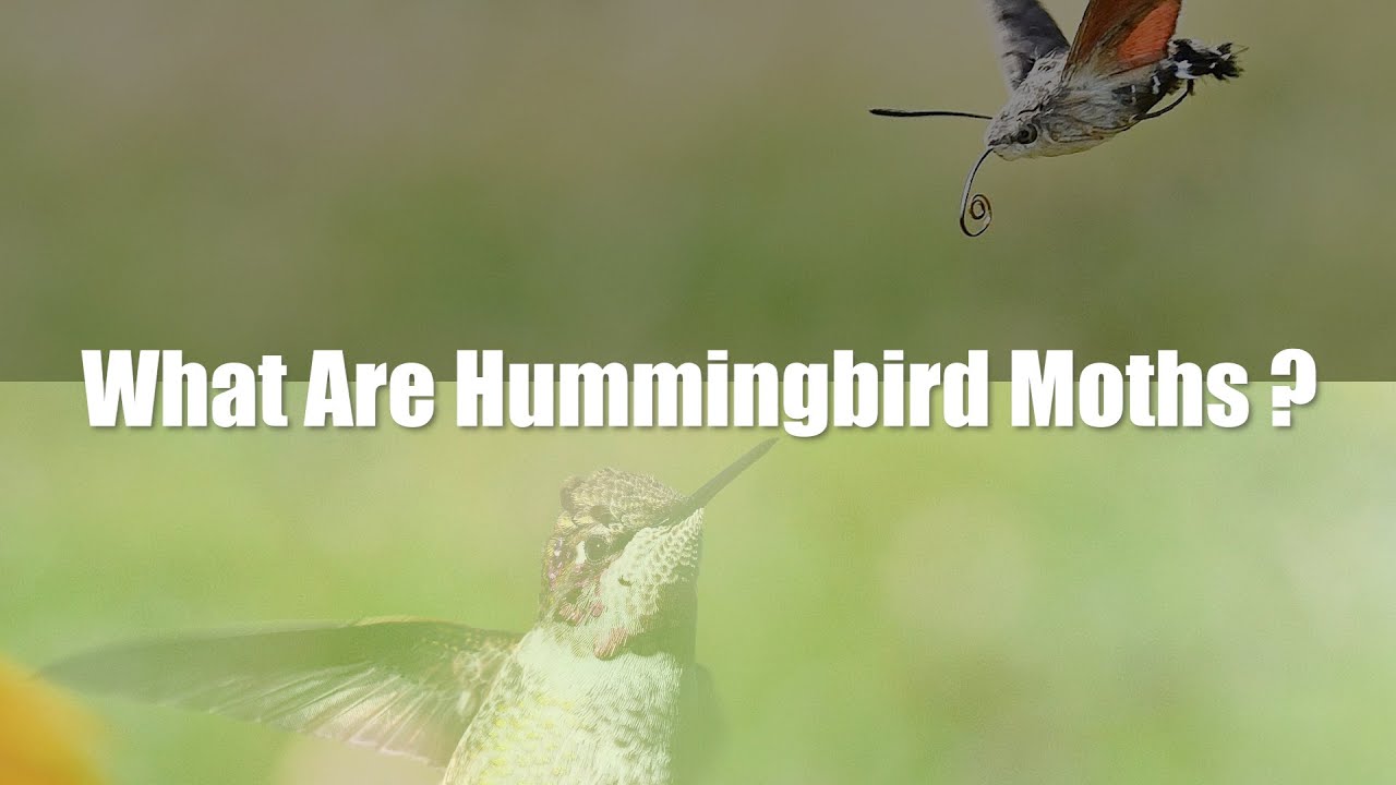 How to Tell Magical Hummingbird Moths from Hummingbirds. Critters in ...