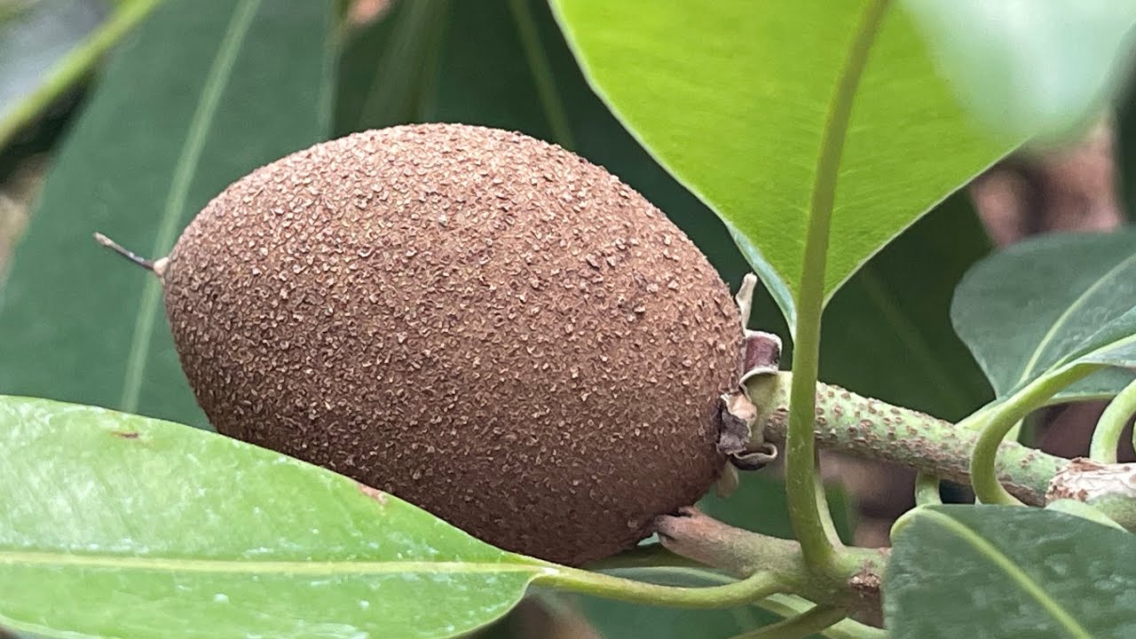 Growing & Fruiting Different Types of Sapodilla & Other Tropicals at ...
