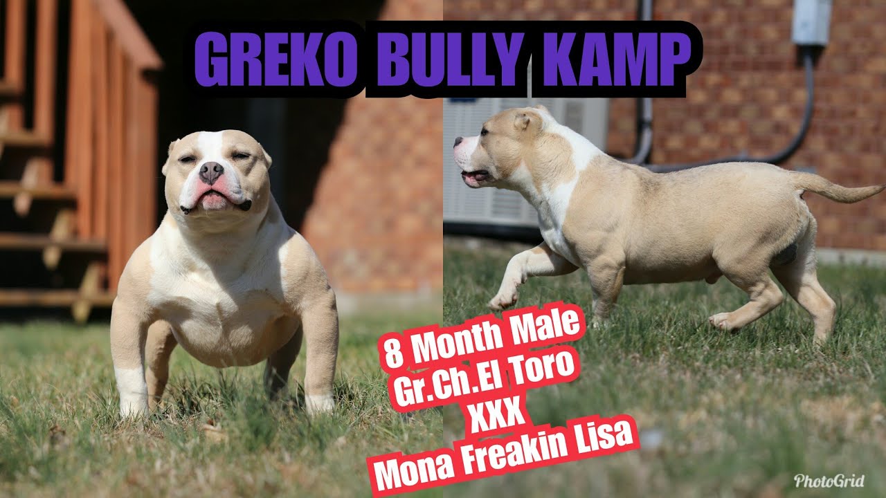 Gr.CH. El Toro meets Gr.Ch. Futuristic an Gr.Ch. Dirty Bird 3X Dax Abkc ...