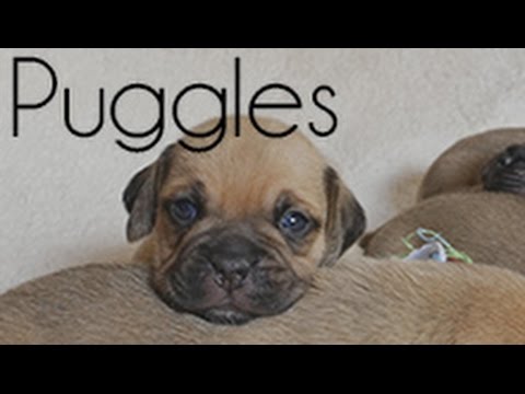 Baby Puggle Puppies Nov 2015 - YouTube