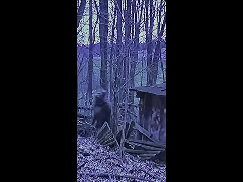 THIS IS THE MOST INSANE FOOTAGE EVER CAPTURED!! - YouTube