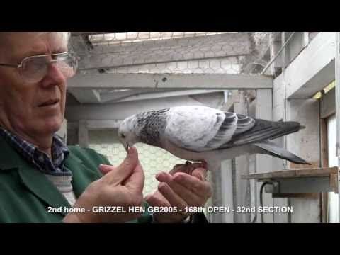 RACING PIGEONS LONG DISTANCE 02 - YouTube