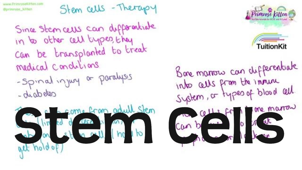 Stem Cells | Sources and Therapy | Revision for Biology GCSE and IGCSE ...