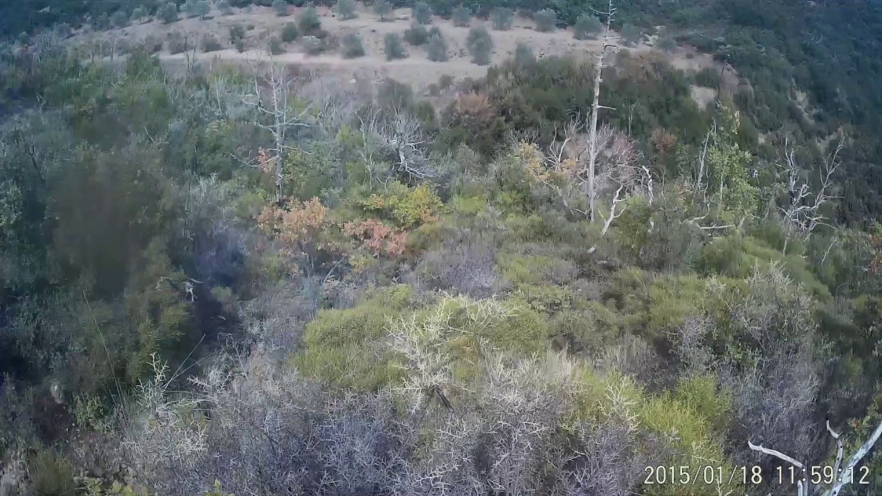 Κυνηγι Αγριογουρουνου. Ομαδα Μπεκατσεα. - YouTube