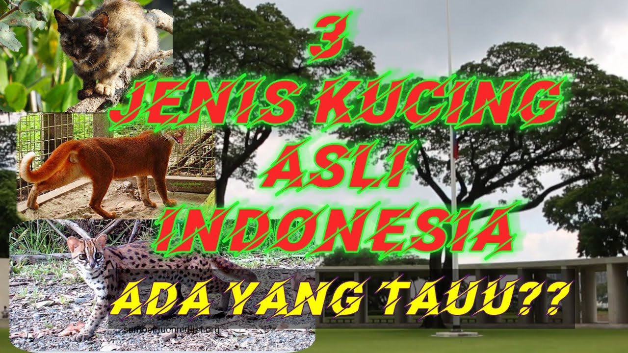INI DIA!!!tiga(3)jenis kucing ras asli indonesia!!! ADA YANG TAU???# ...