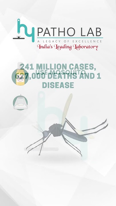 Hy Patho Lab - YouTube