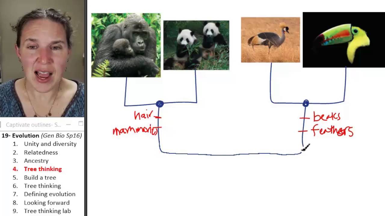 Evolution 4- Tree thinking - YouTube