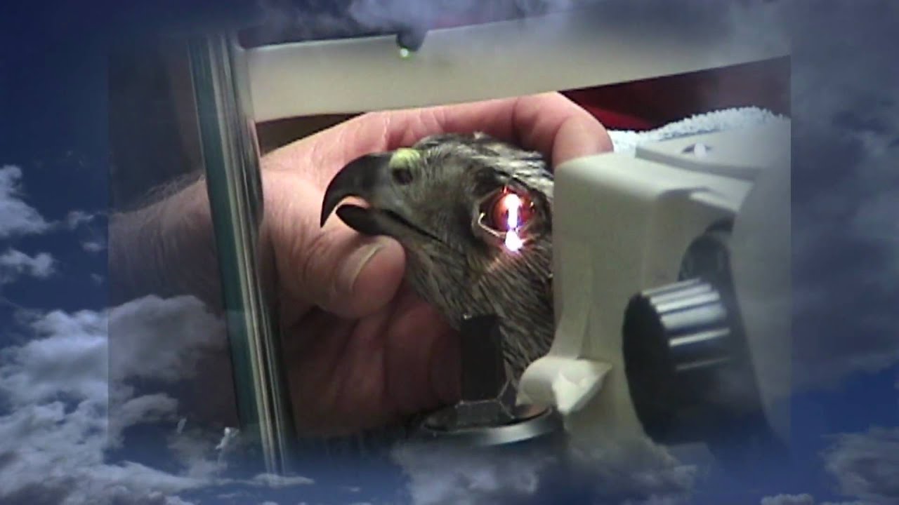 St. James Surgery Center Helps Northern Goshawk See Again - YouTube