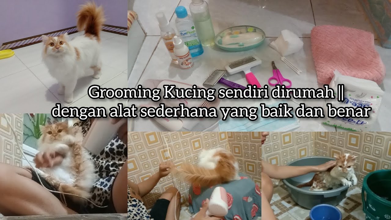 Grooming kucing sendiri dirumah || Step by step dengan alat sederhana ...