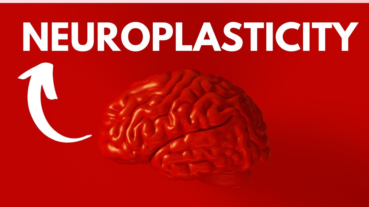 Neuroplasticity Documentary - The Mystery Of How To Rewire The Brain ...