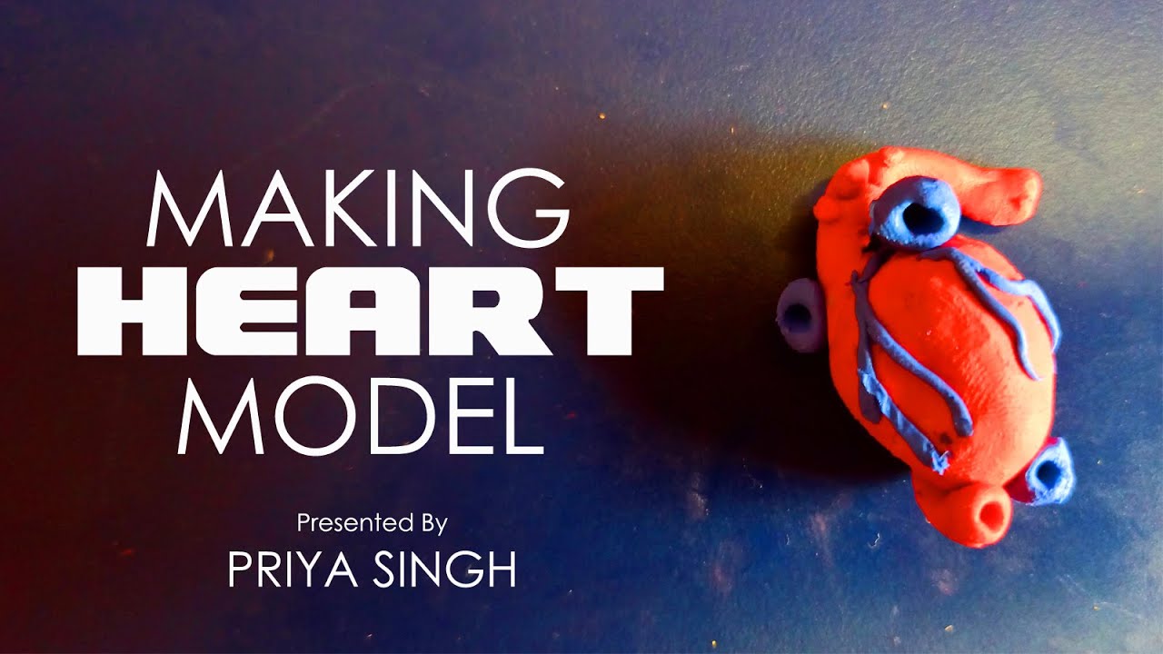 Art & Craft :: How to Make Heart Model with Clay | Science Project ...
