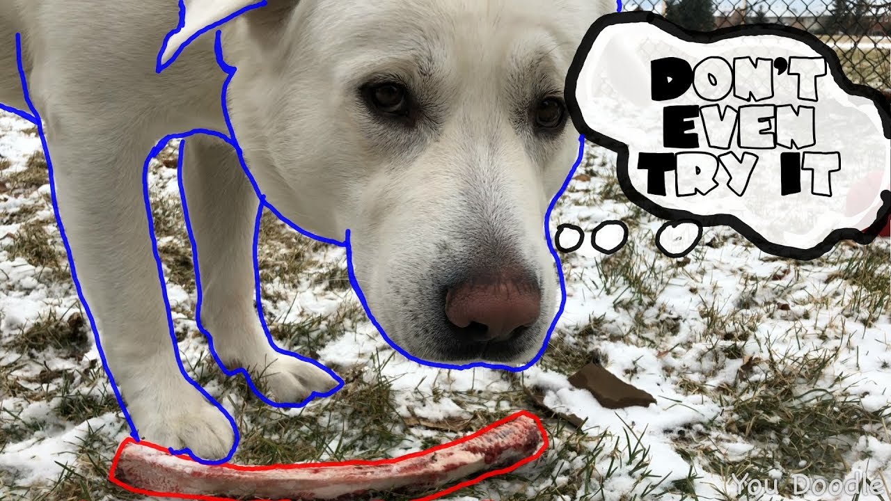 Dog Protects Bone Aggressively!!! - YouTube