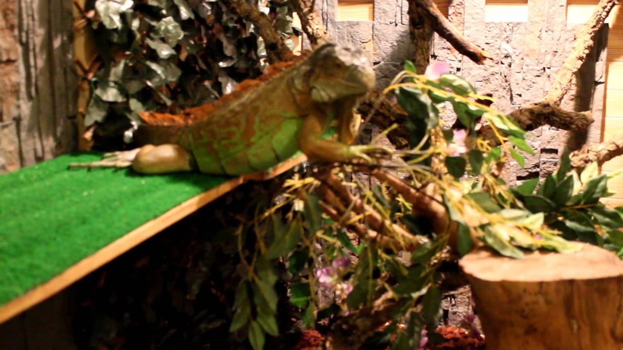Iguana Exploring new terrarium Part 2 - YouTube