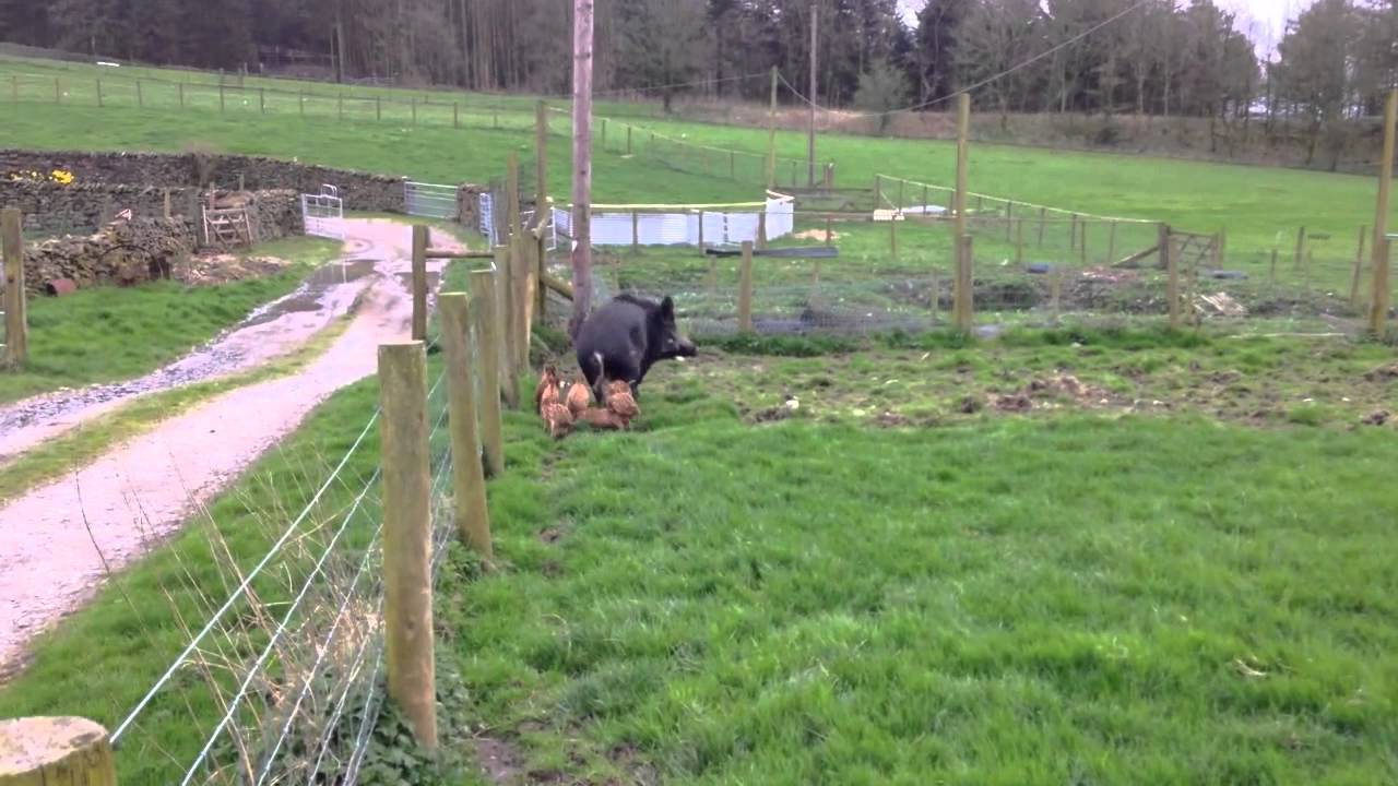 Wild Boar - Sillfield Farm - YouTube