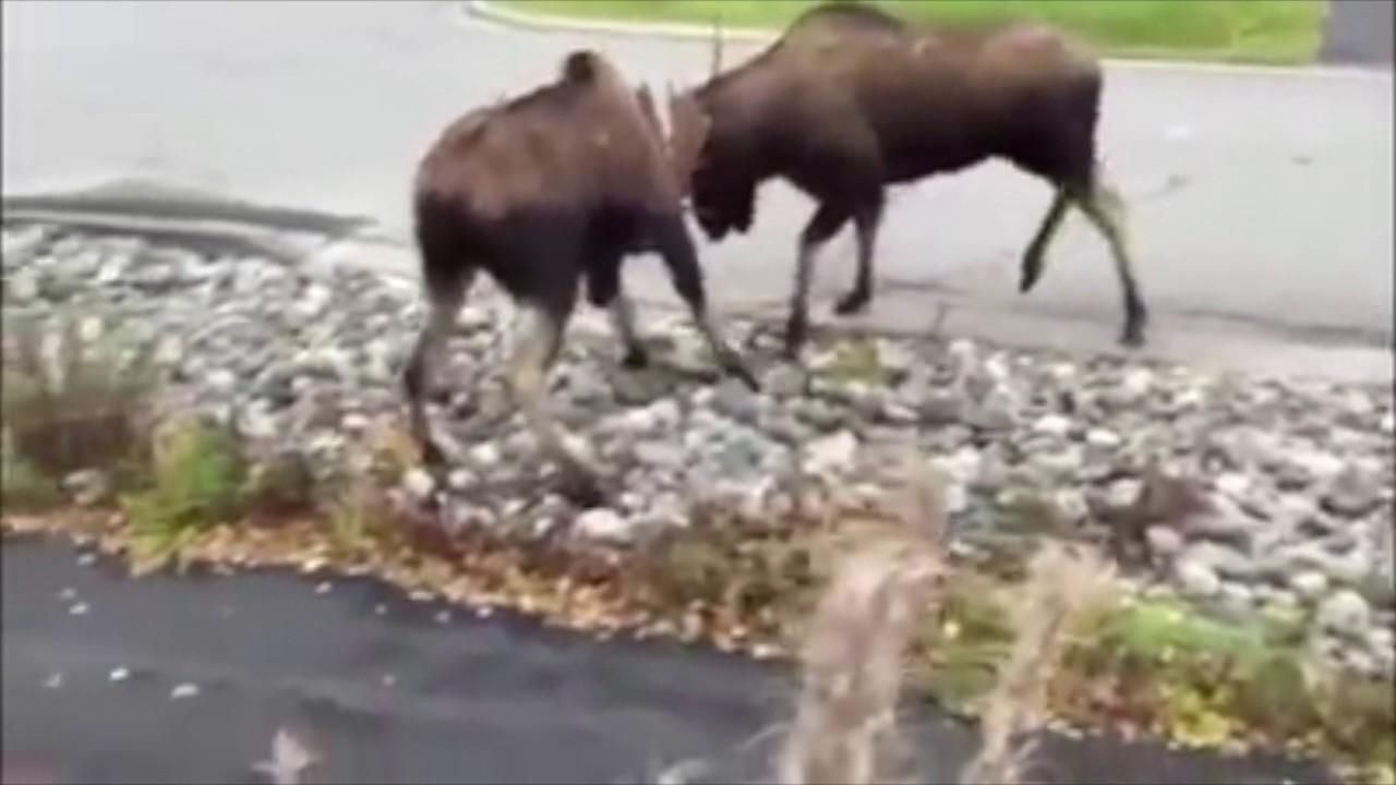 Moose Rut In The Street In Alaska - YouTube