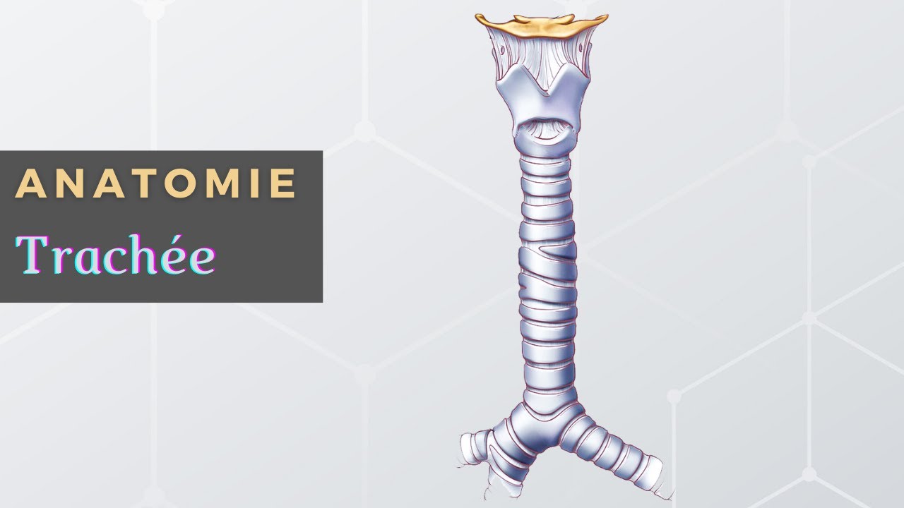 Anatomie de la trachée - YouTube