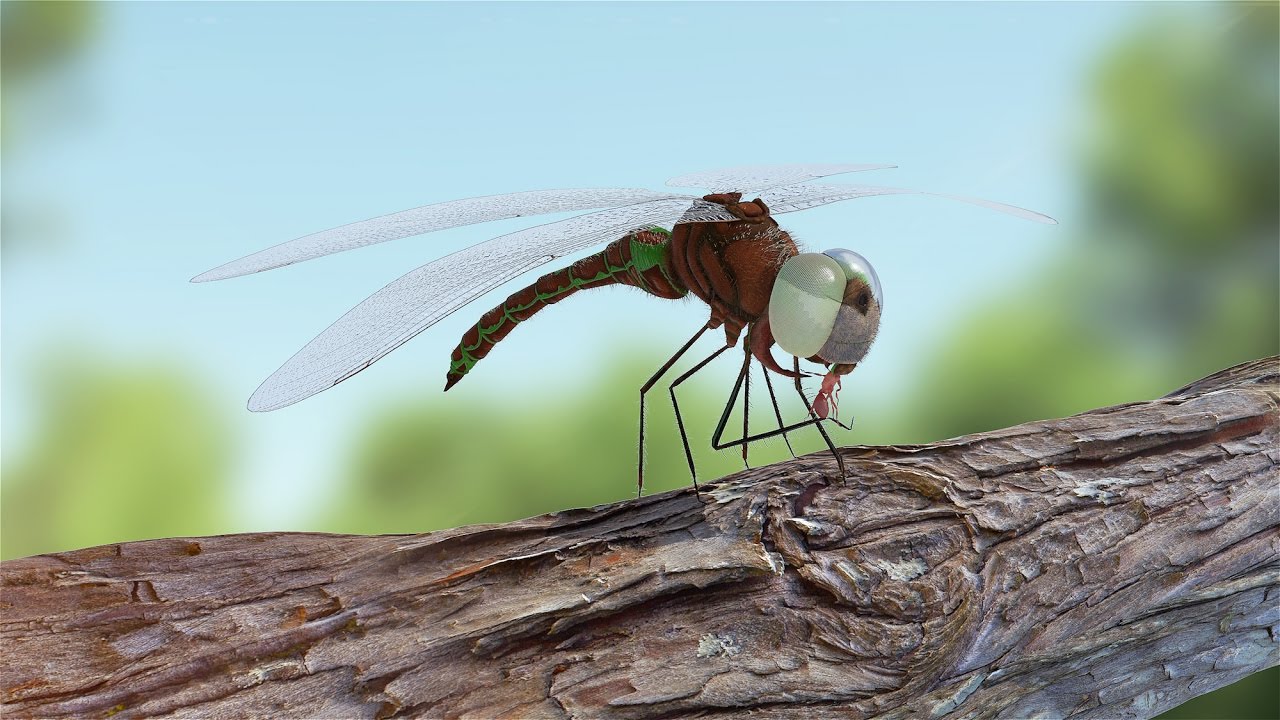 CGI: "The Duck Hunter" - Short Film - YouTube