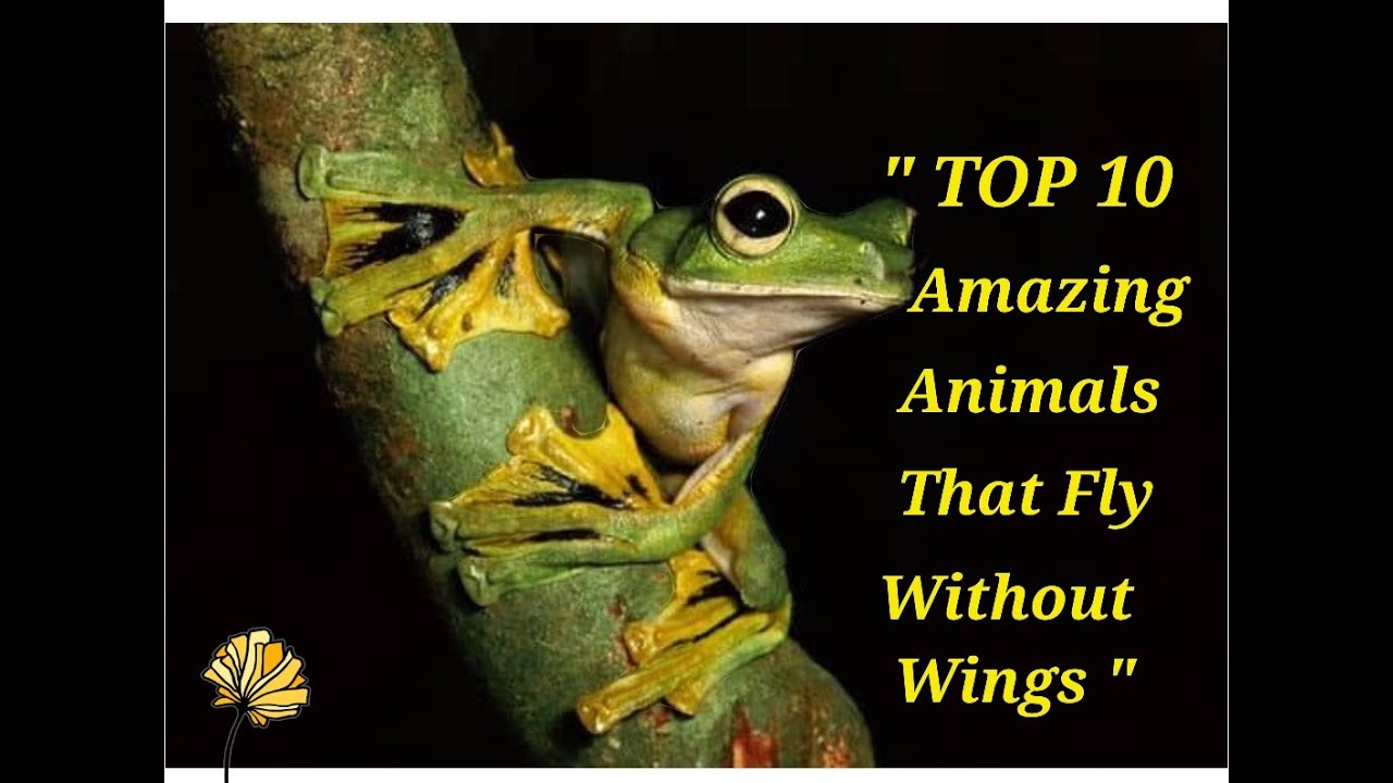 Top 10 Amazing Animals That Fly Without Wings - YouTube