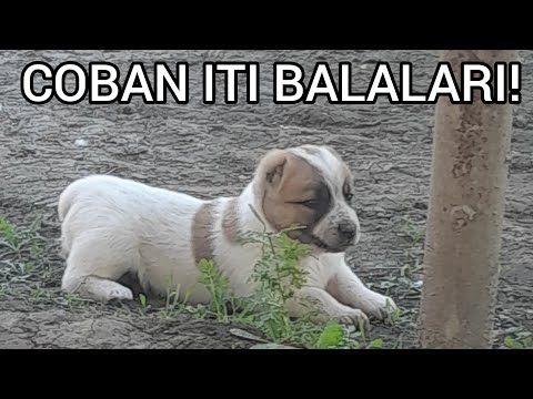 COBAN İTİ BALALARI 2 AYLIQ!!COBAN İTİ!COBAN KOPEĞİ YAVRUSU!