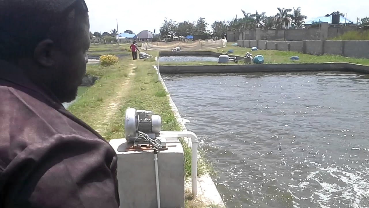 Ufugaji wa samaki aina ya sato kwa viwango vikubwa na kisasa hapa ...