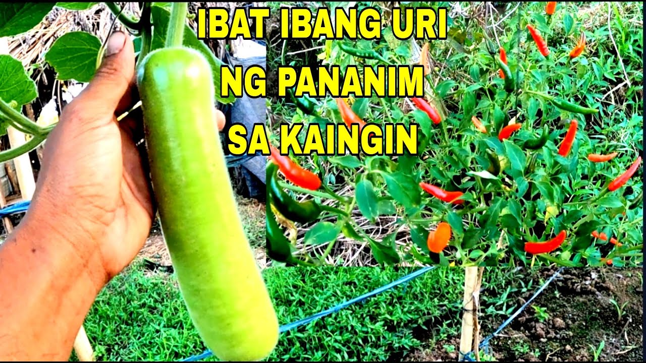 IBAT IBANG URI NG PANANIM KAY KAINGIN - YouTube