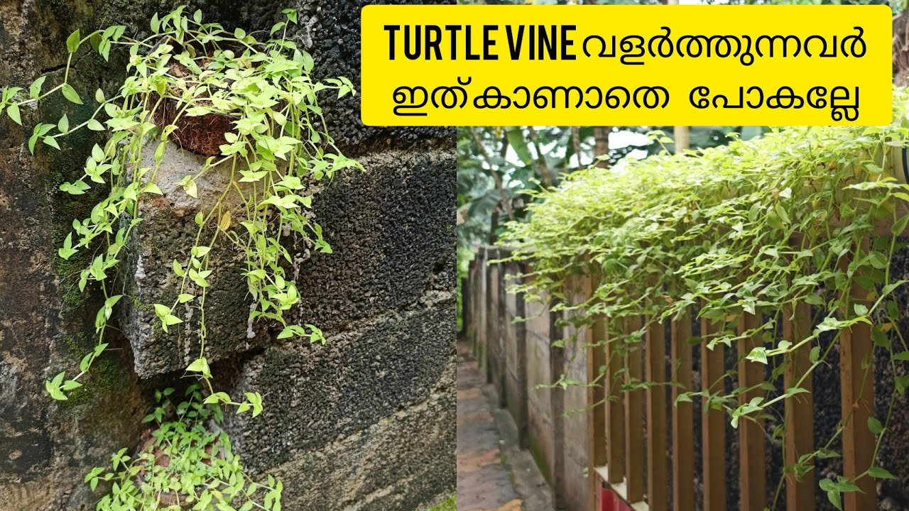 Tutle vine വളർത്തുന്നവർ ഈ കാര്യം ശ്രദ്ധിക്കാതെ പോകല്ലേ|evergreen turtle ...