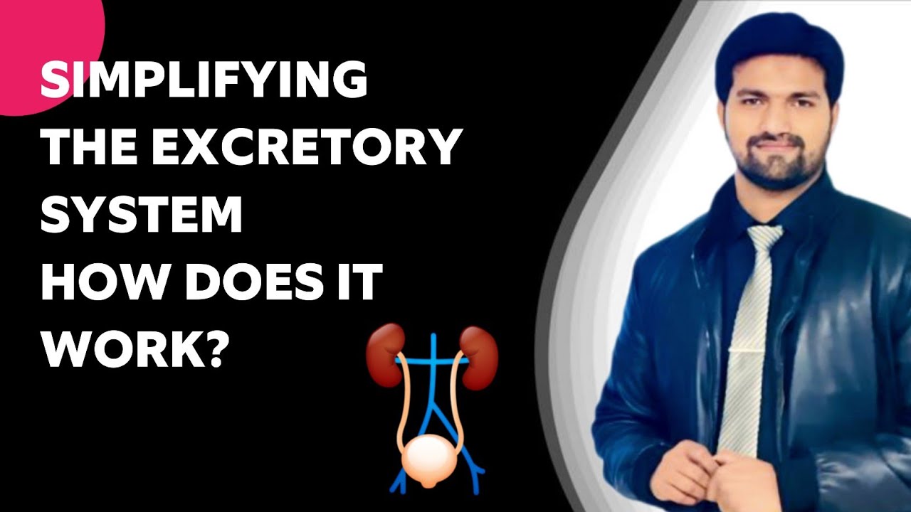 About the Excretory System | How Your Body Eliminates Waste! | DR ...