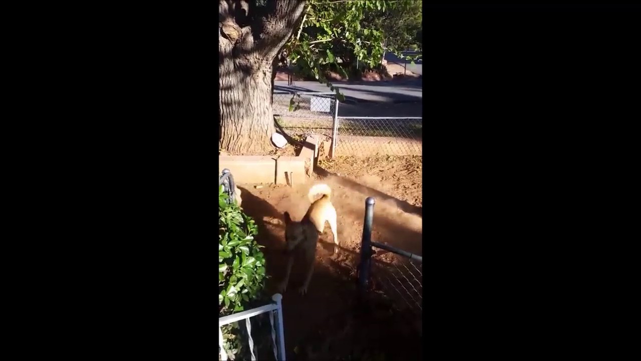 Pretty Princess Pushy Piglet v Handsome Dan The Ladies Man - YouTube