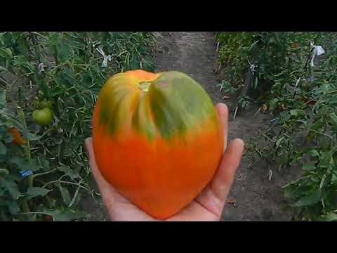Томат Старинное сердце Акви Терме. - YouTube