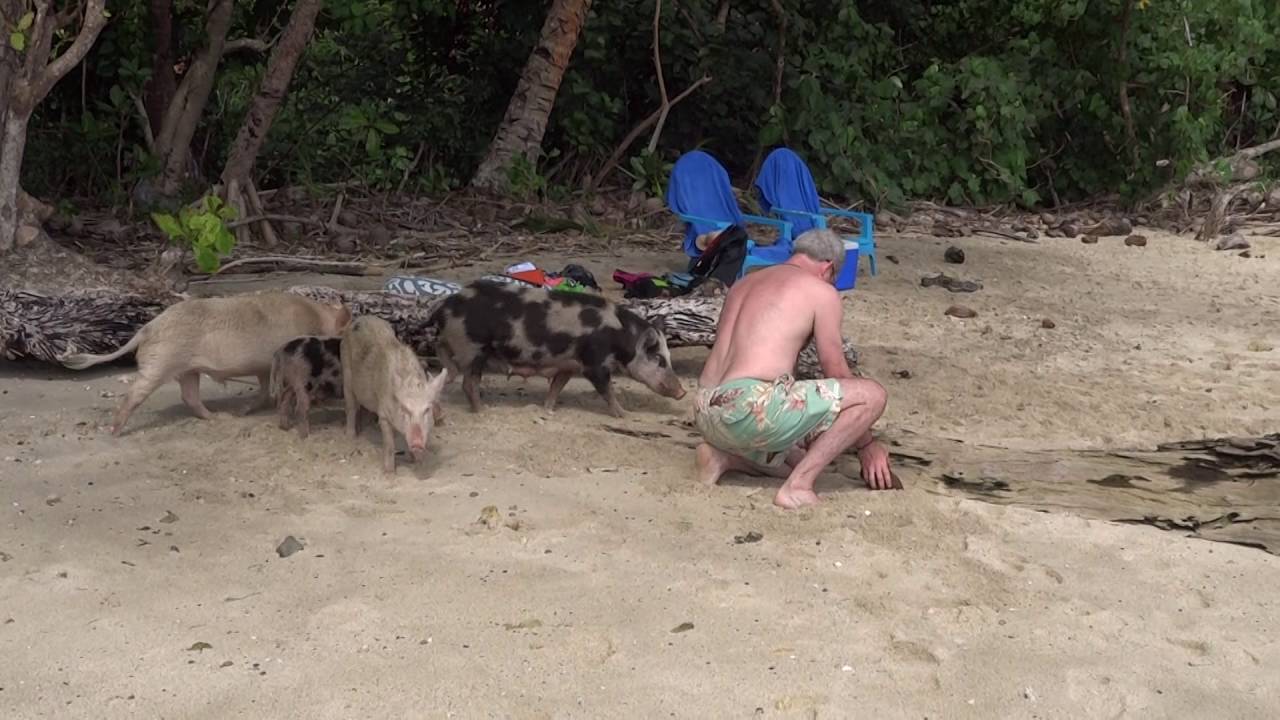 Pigs on the beach, Fiji - YouTube