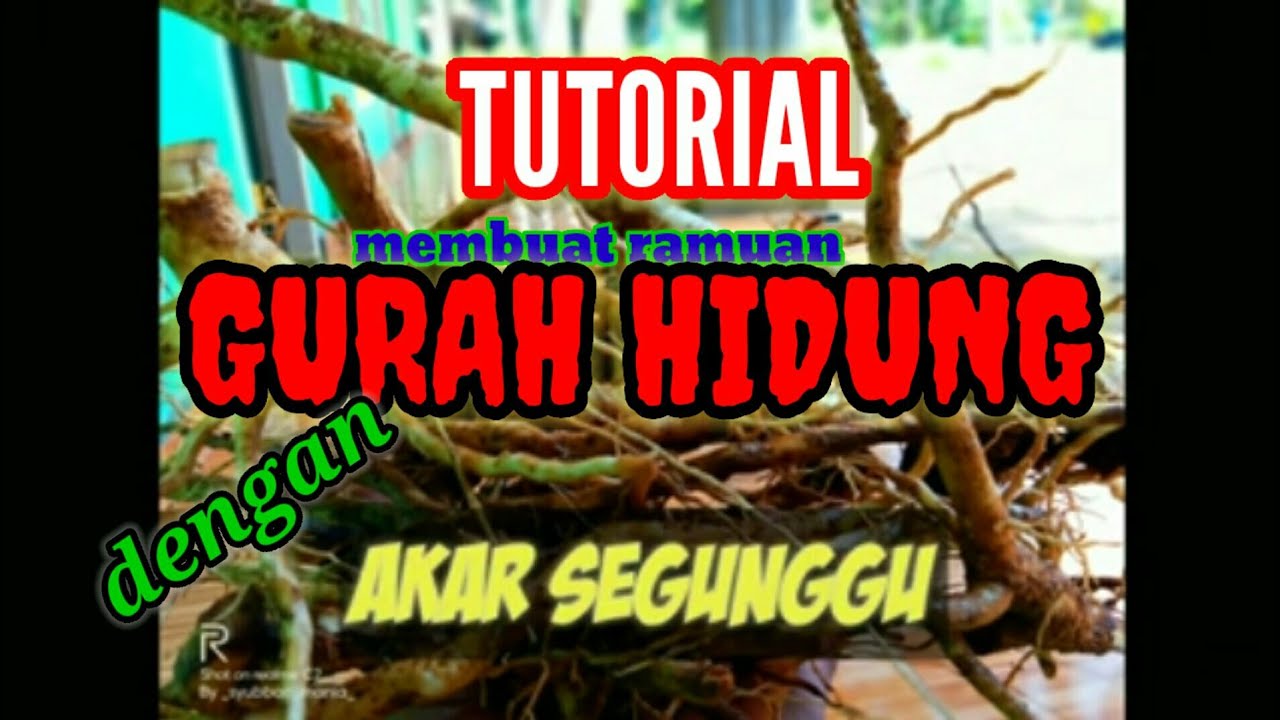 Tutorial membuat ramuan gurah alami dengan akar segunggu - YouTube