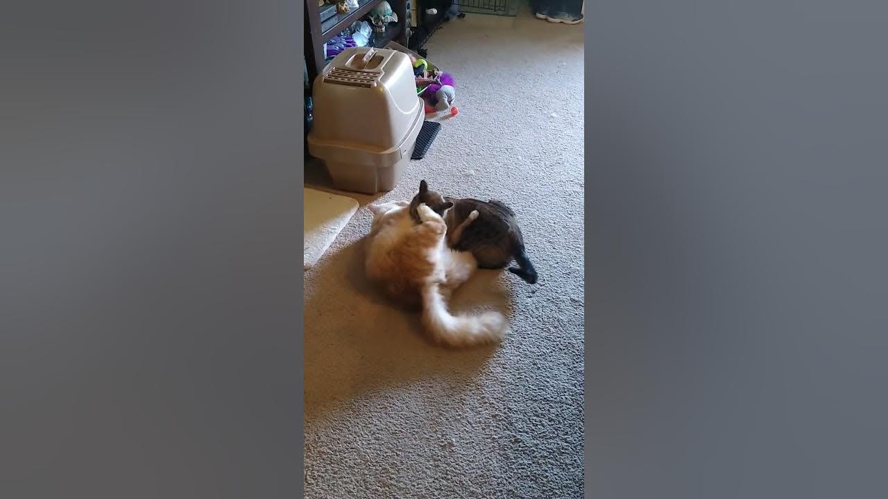 when the catnip hits - YouTube