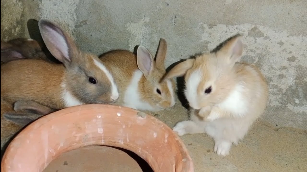 8 Baby Rabit So Sweets Baby Rabits All - YouTube