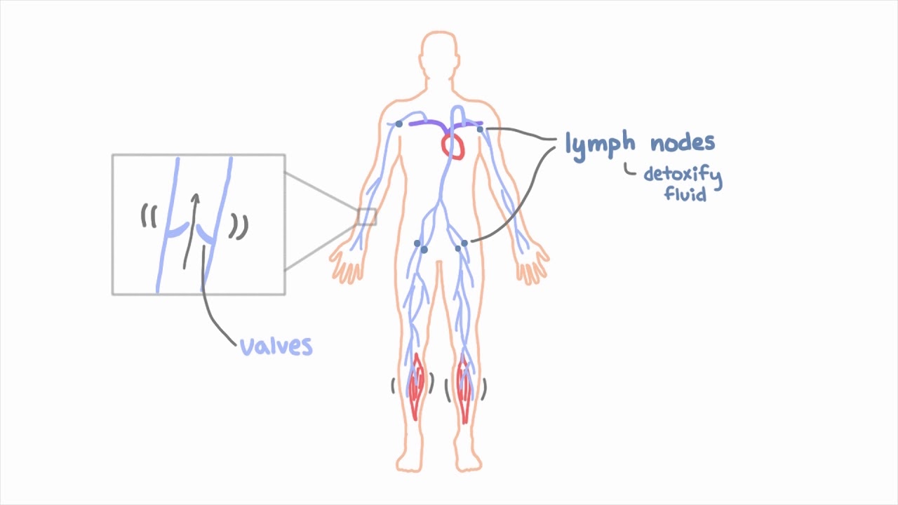 Lymphedema Diagram