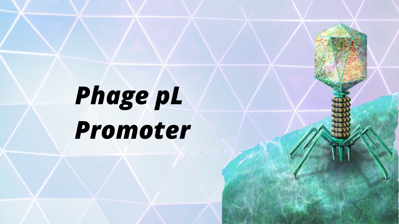 Phage pL promoter - YouTube