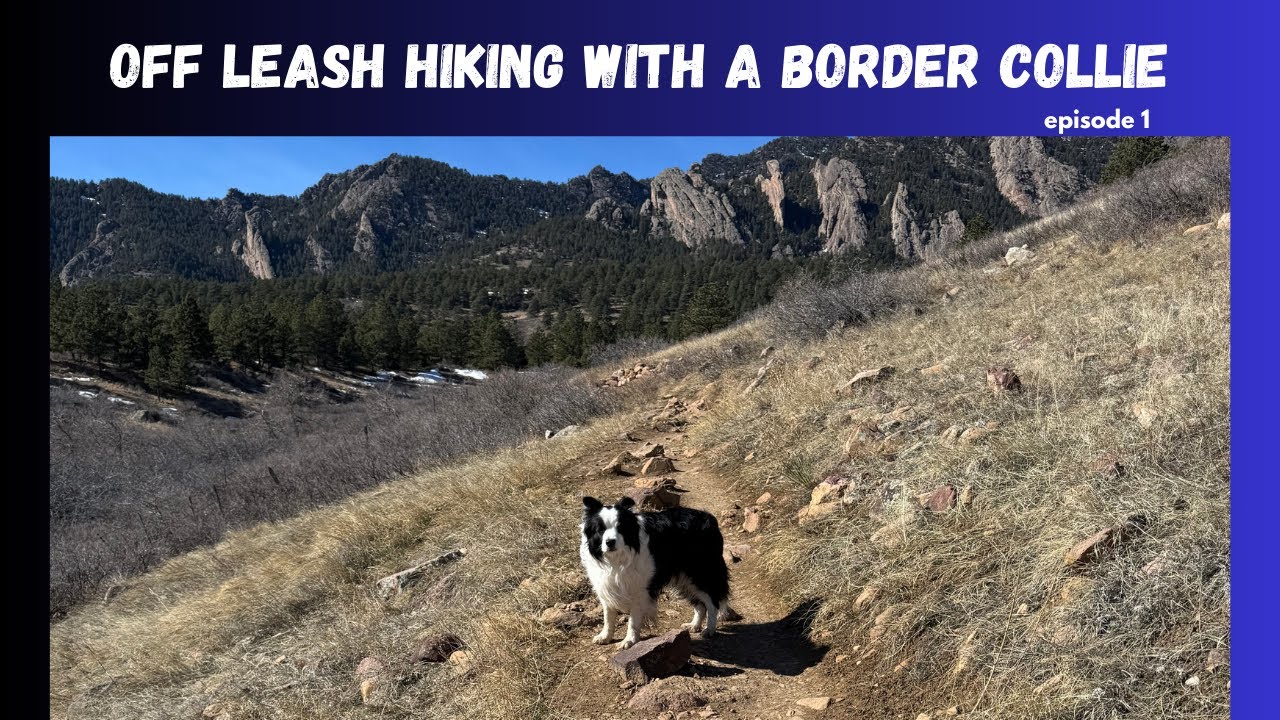 Off Leash Hiking with a Border Collie - YouTube
