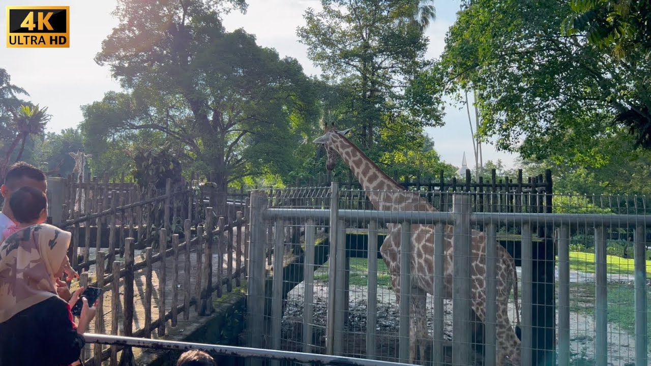 Relaxing 🦒 Perak Taiping Zoo animals with mini bus 🚌 ride nature ...