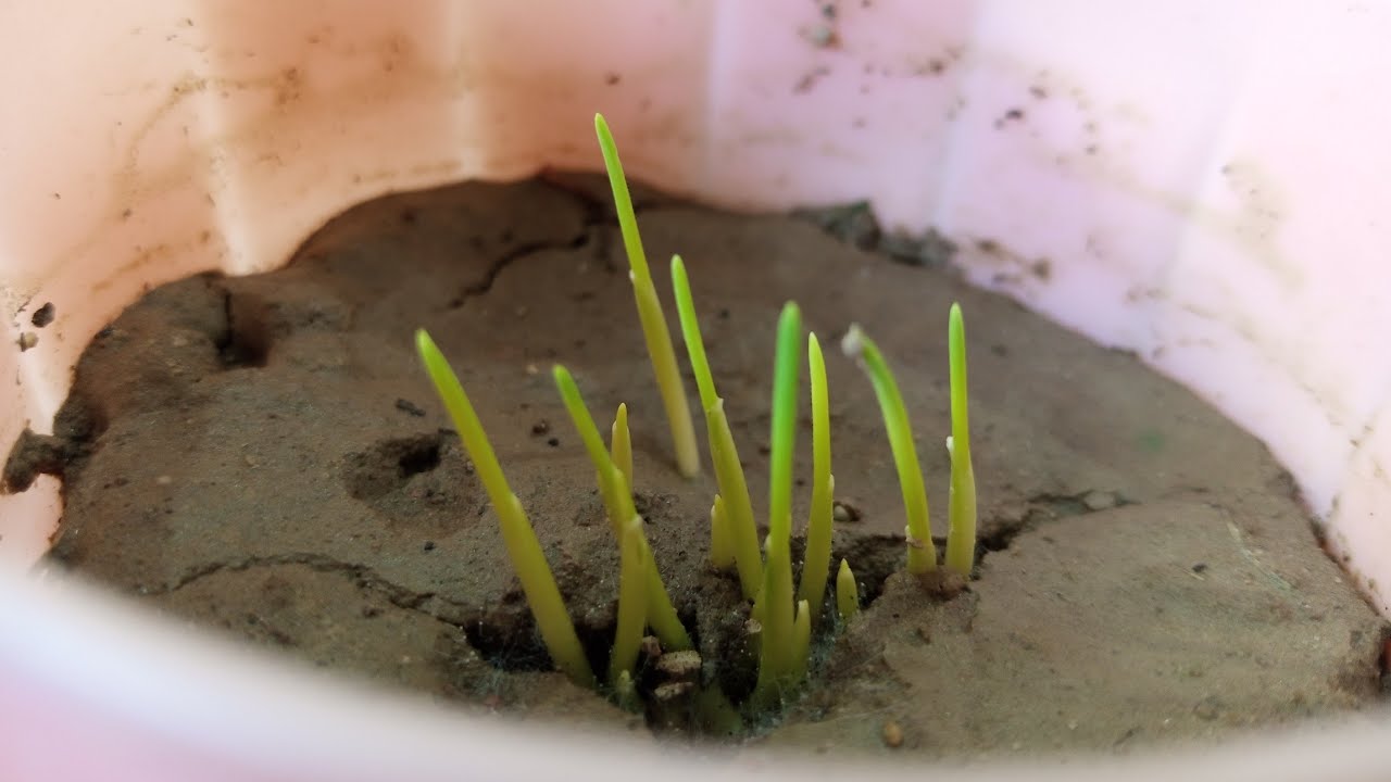 Teaching students how to plant/ Preschool plant growing project - YouTube