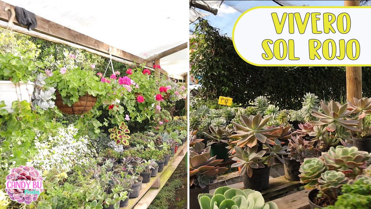 Vamos a un vivero después de 4 meses TOUR POR EL VIVERO SOL ROJO│Candy ...