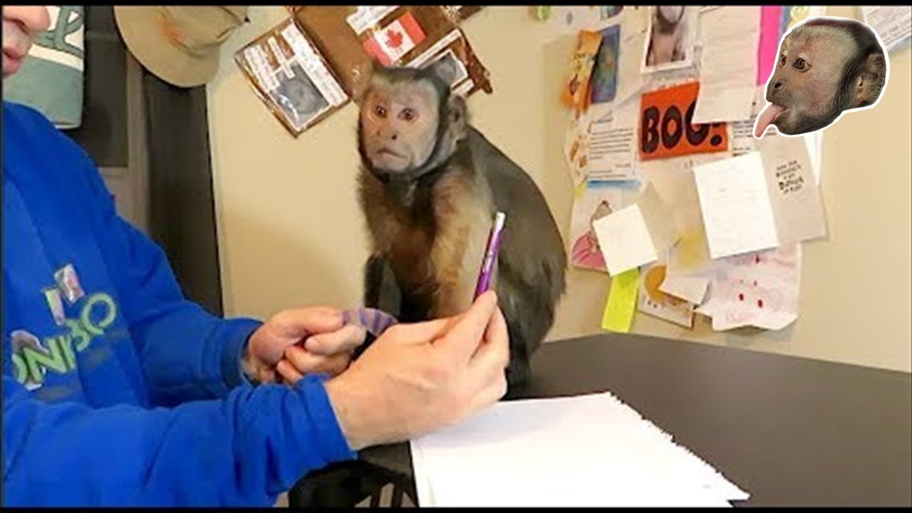 Capuchin Monkey Gets A Cool Desk! - YouTube