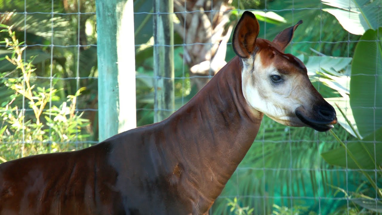 Okapi Interesting Facts and Features | Okapi Behaviour and Lifestyle ...