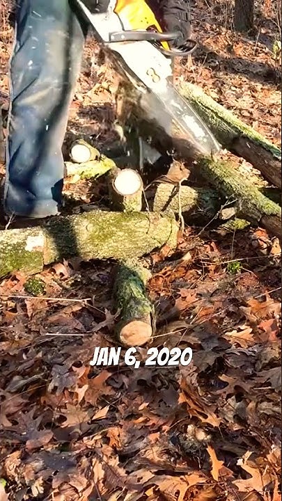Bucking oak limb wood in our woods w/Stihl MS291 chainsaw #firewood - YouTube