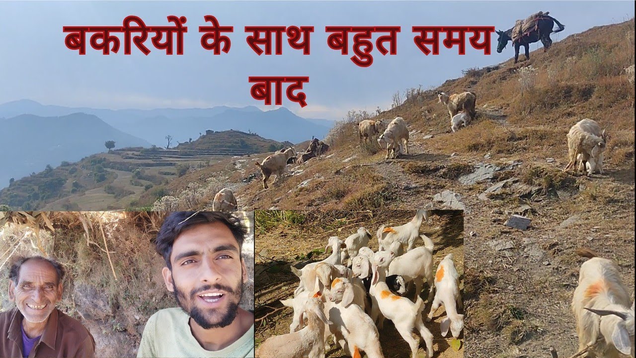 आज गये बकरी चराने!!pahadi bakri!!pahado me bakri palan - YouTube