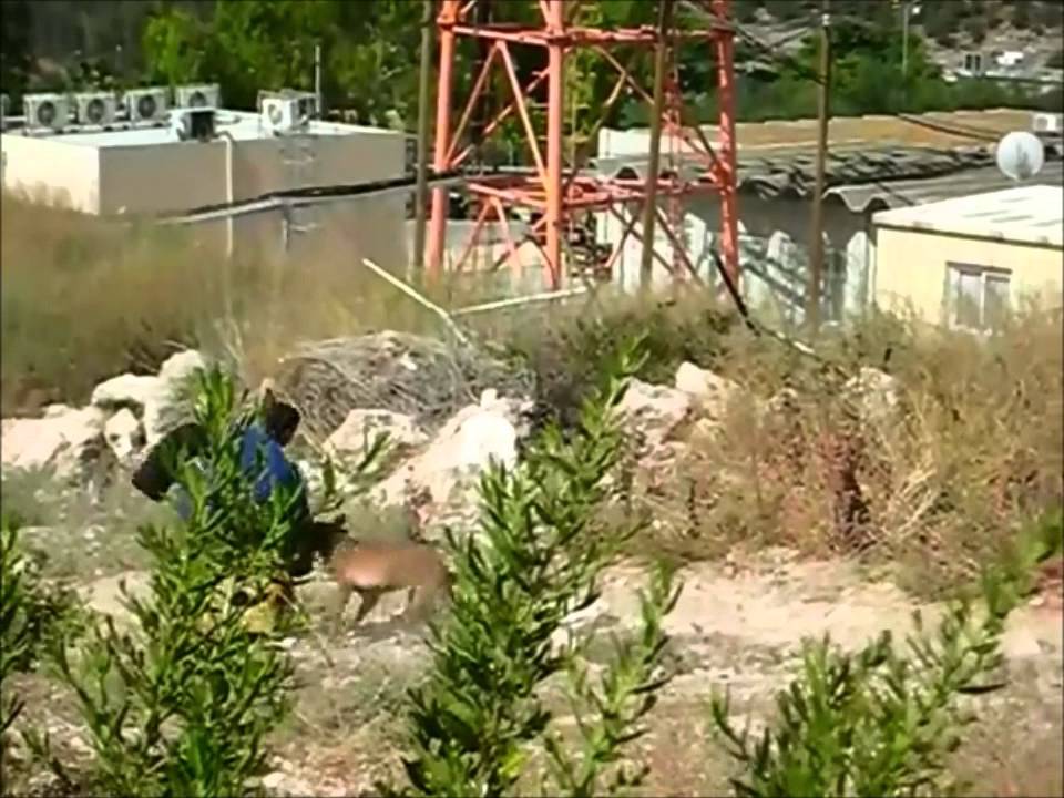 Oketz - K-9 Unit | Israeli Special Forces - YouTube