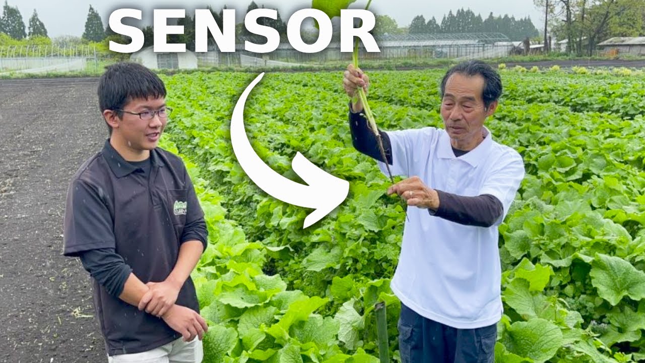 New Smart Japanese Way of Farming - YouTube