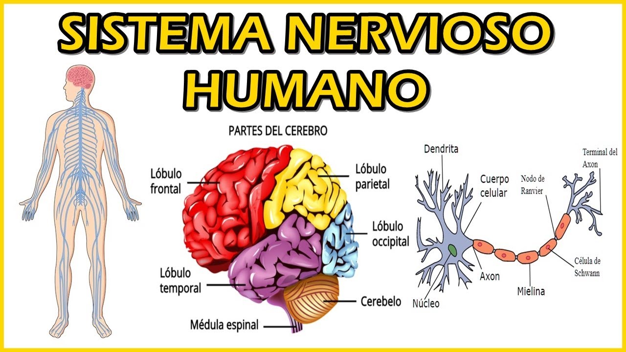 Los Nervios Del Cuerpo Humano Tejidos Del Cuerpo Humano Información