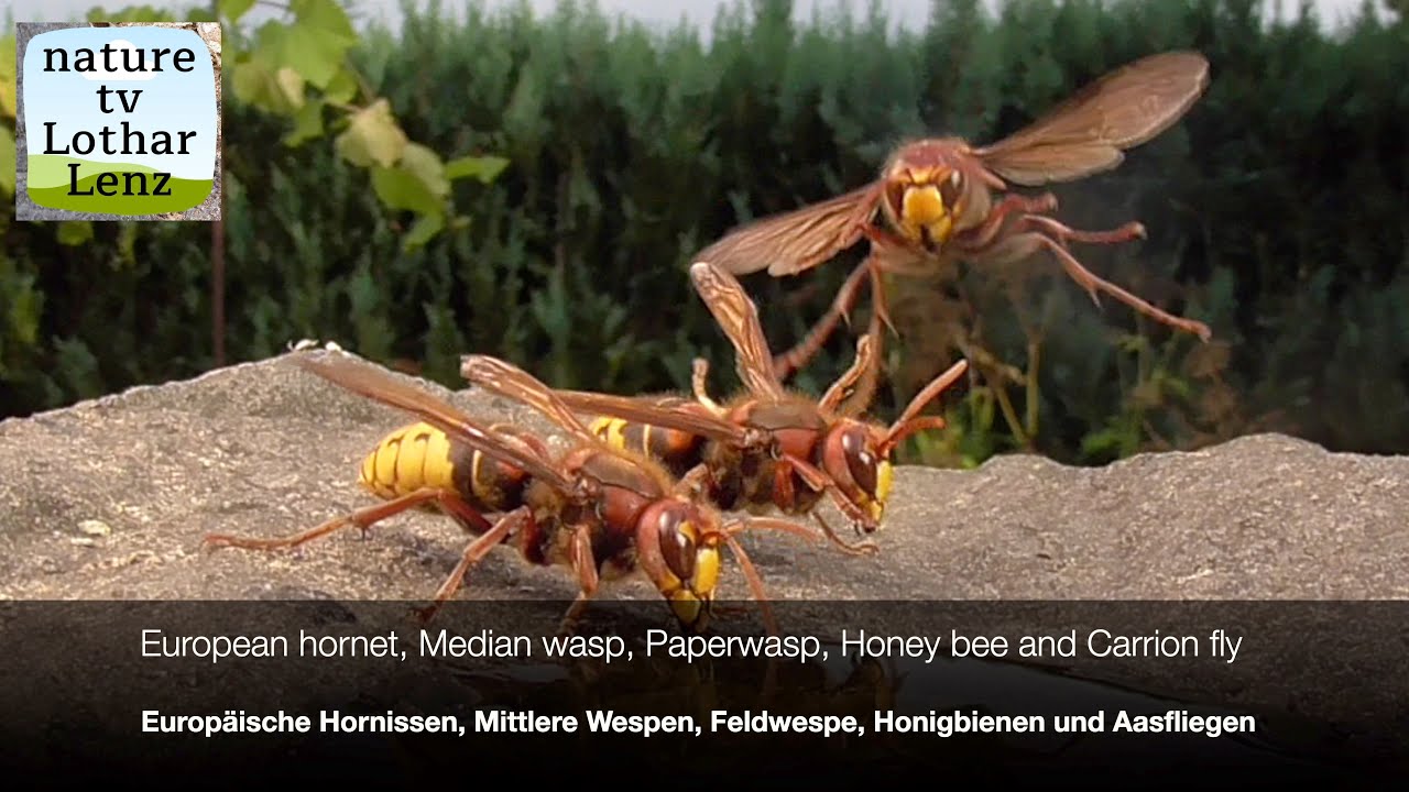 European hornet, Median wasp, Honeybees and carrion flys. - YouTube