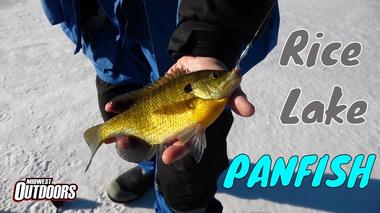 Ice Panfish on Rice Lake, Minnesota - YouTube